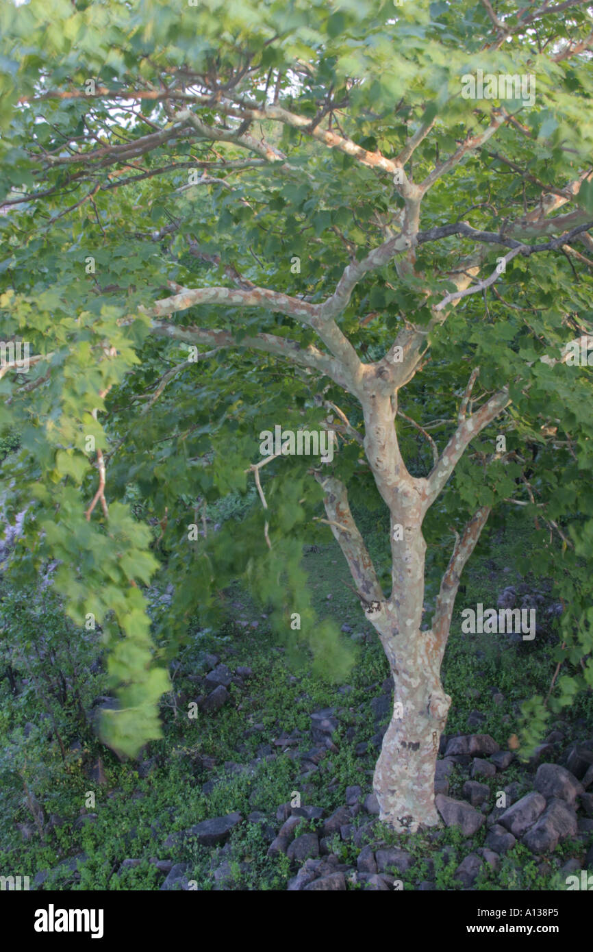 Tree leaves moved wind hi-res stock photography and images - Alamy