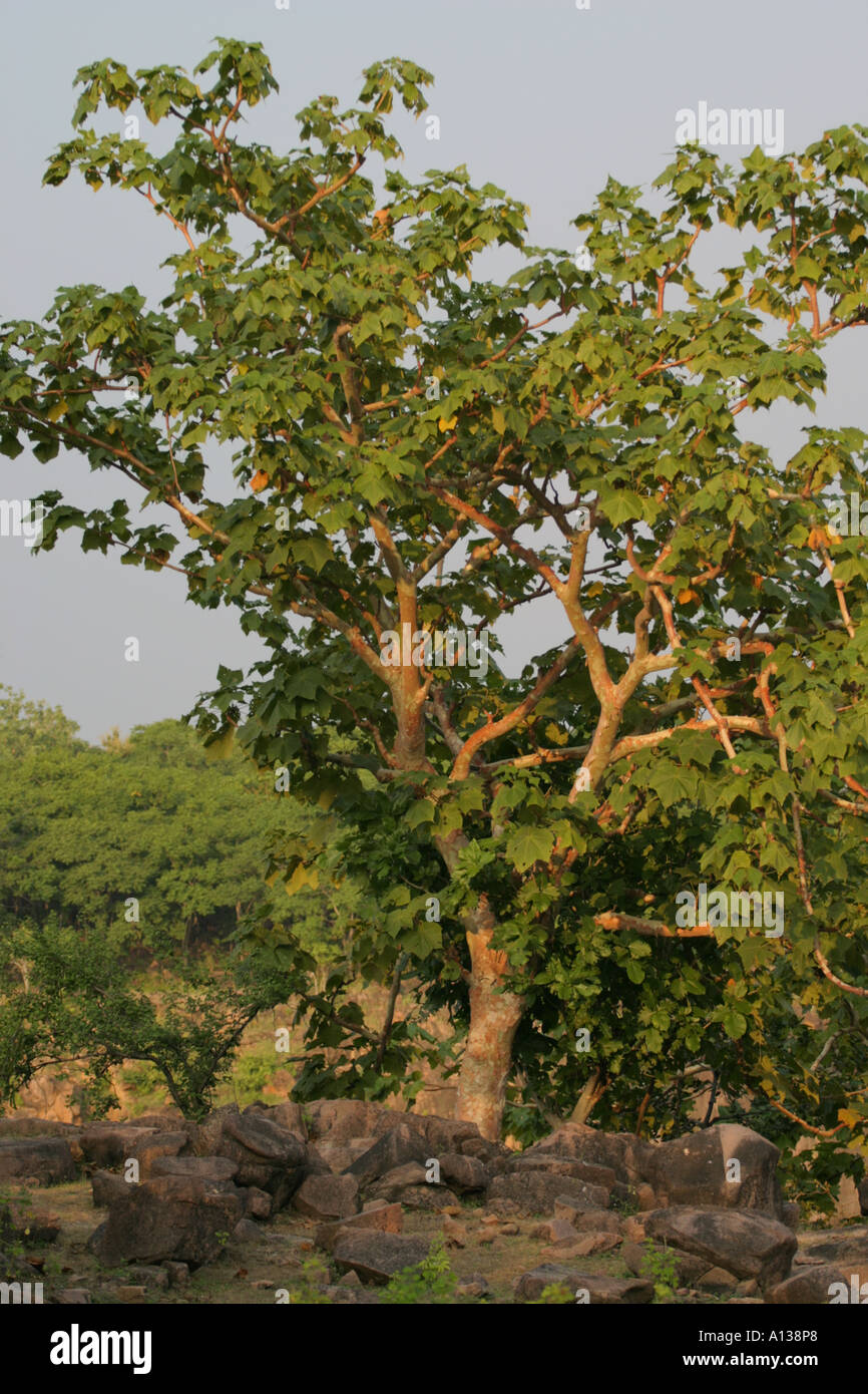 Tree in the National Park, Khajuraho, India Stock Photo - Alamy