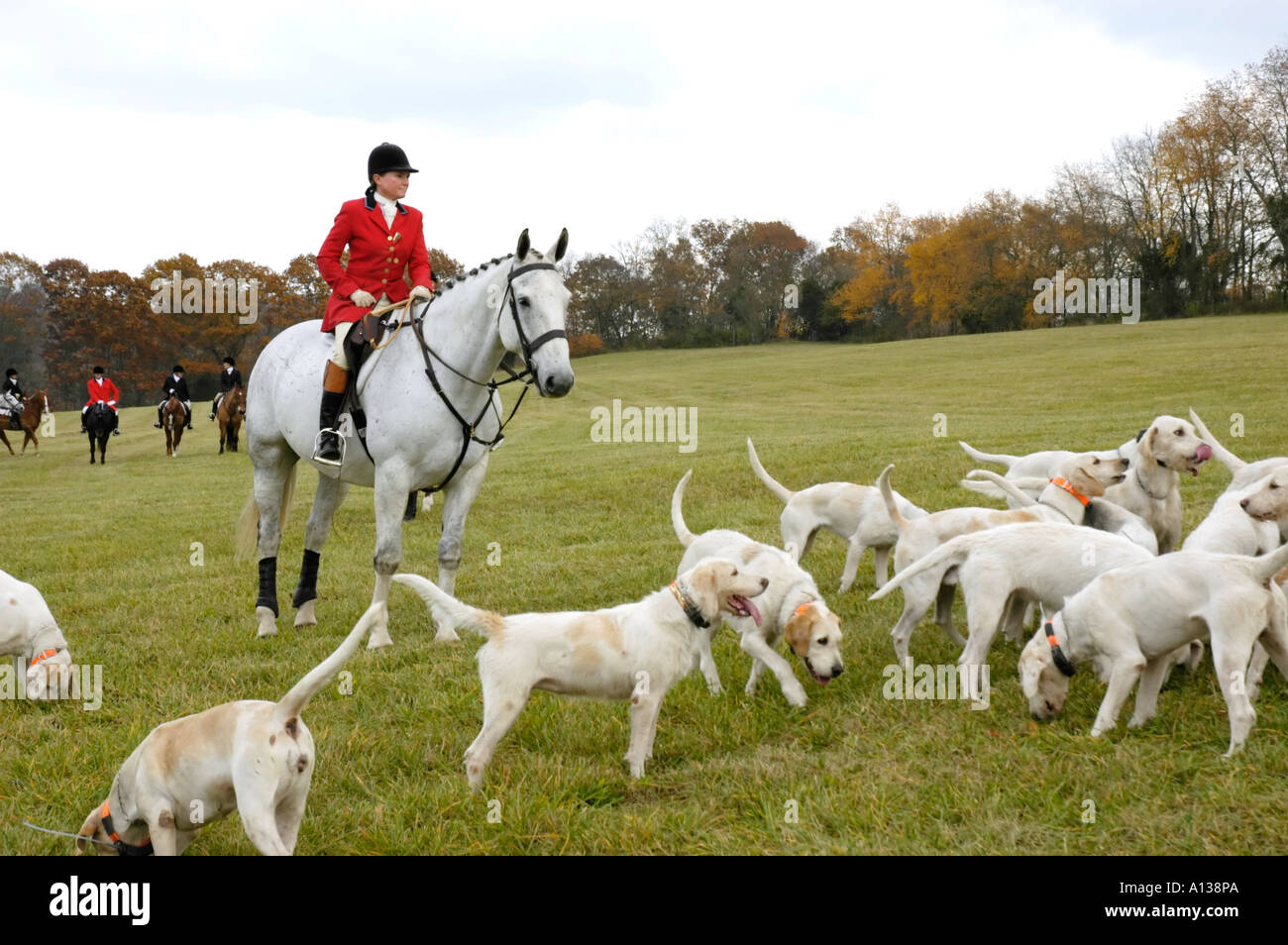 Huntsman with foxhounds Stock Photo - Alamy