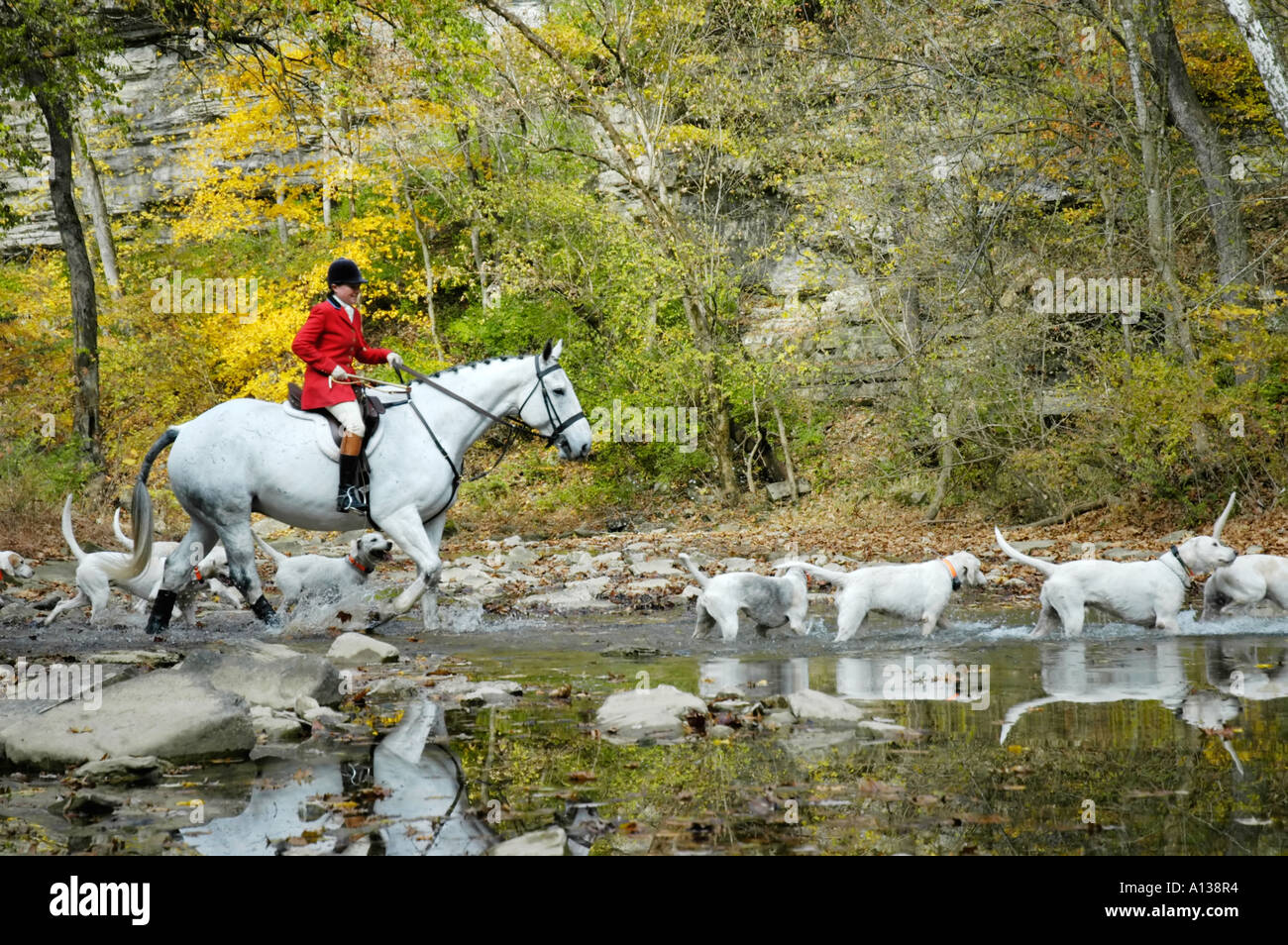 Female Huntsman and foxhounds crossing Boone's Creek Stock Photo - Alamy