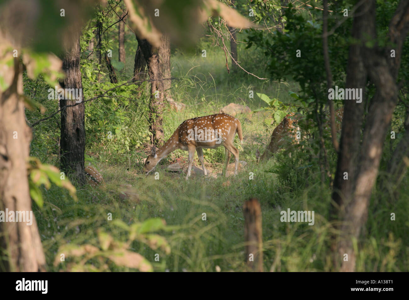 Panna National Park, India Stock Photo - Alamy