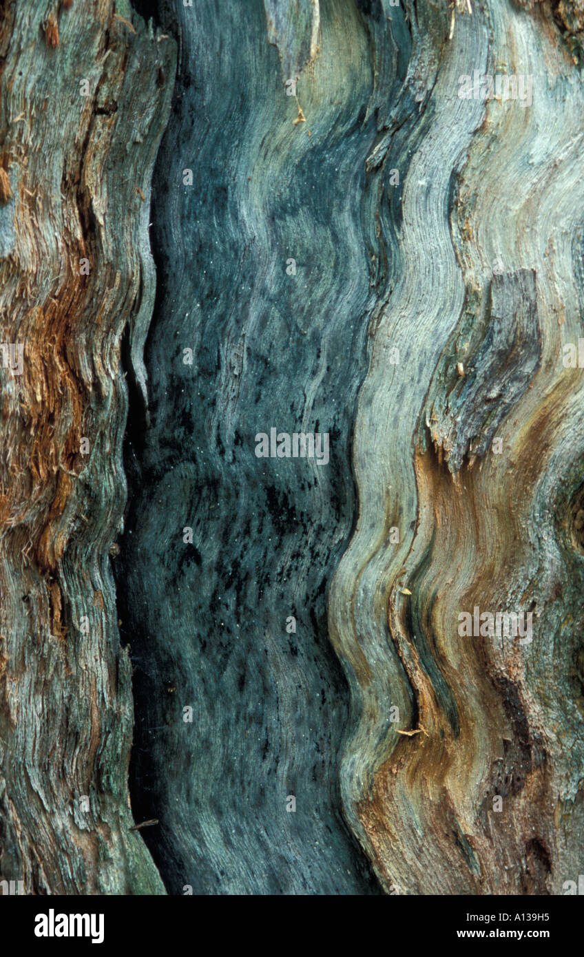 White Mountain National Forest The grain in a sugar maple stump in an ...
