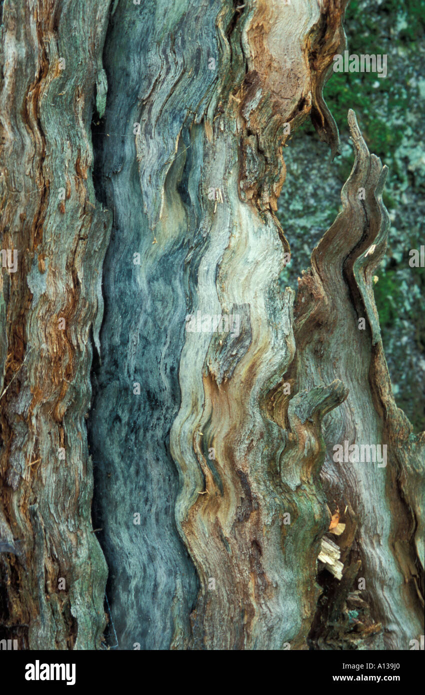 White Mountain National Forest The grain in a sugar maple stump in an ...