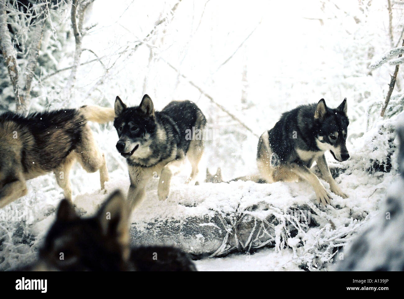 The Chronicles of Narnia The Lion the Witch and the Wardrobe Year 2005 ...
