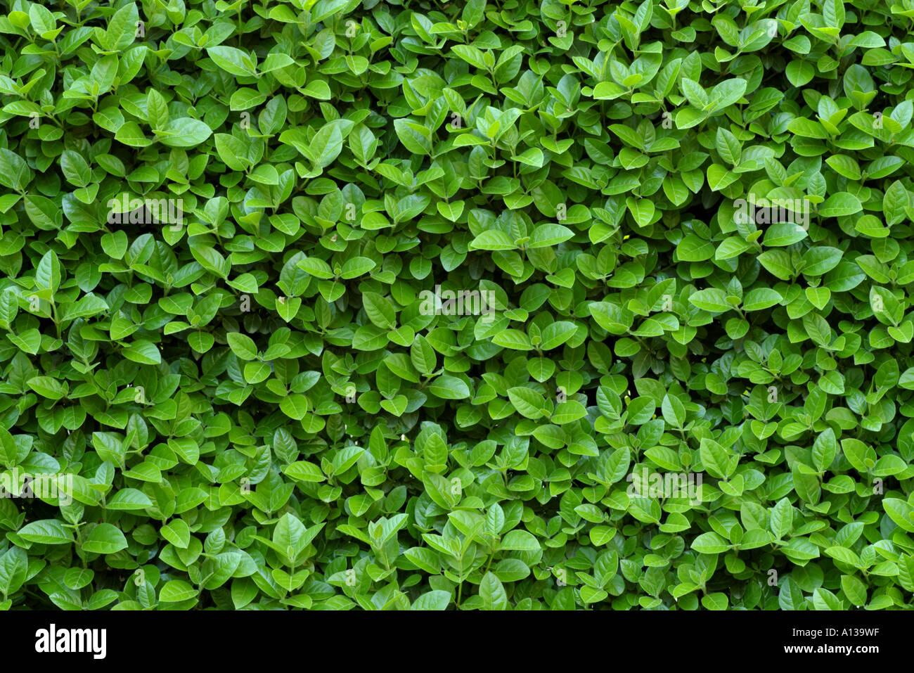 Green garden hedge close-up Stock Photo - Alamy