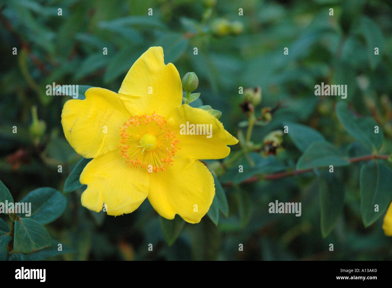 Pollon hi-res stock photography and images - Alamy