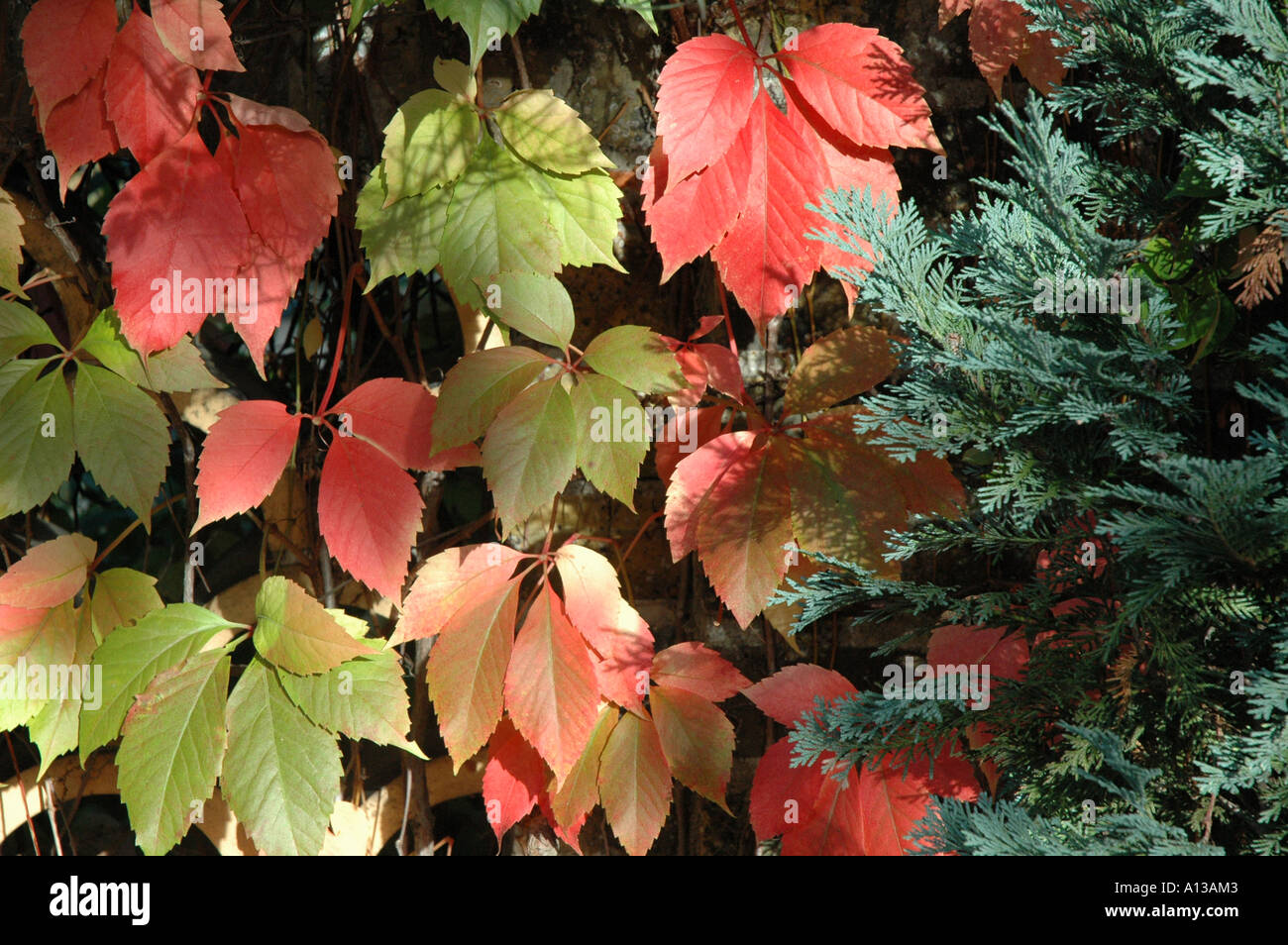 Colourful selection of leaves Stock Photo - Alamy