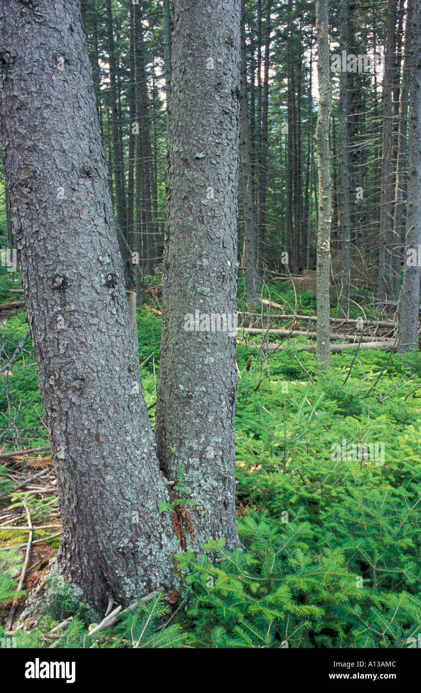 A small fern grows in the trunk of a red spruce in an open area in a ...