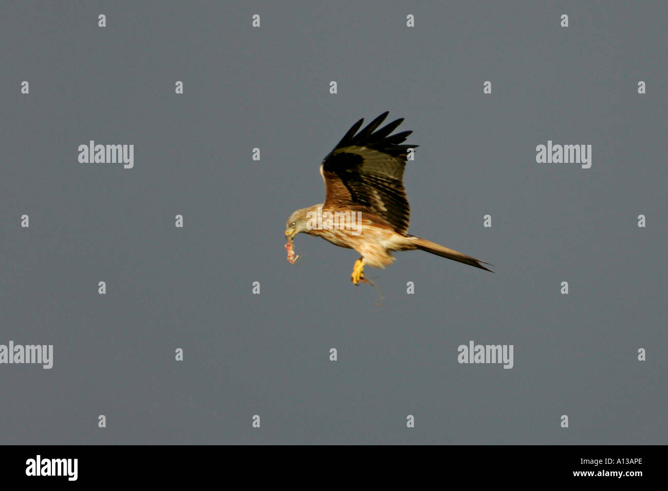 red kite eating in flight Stock Photo - Alamy