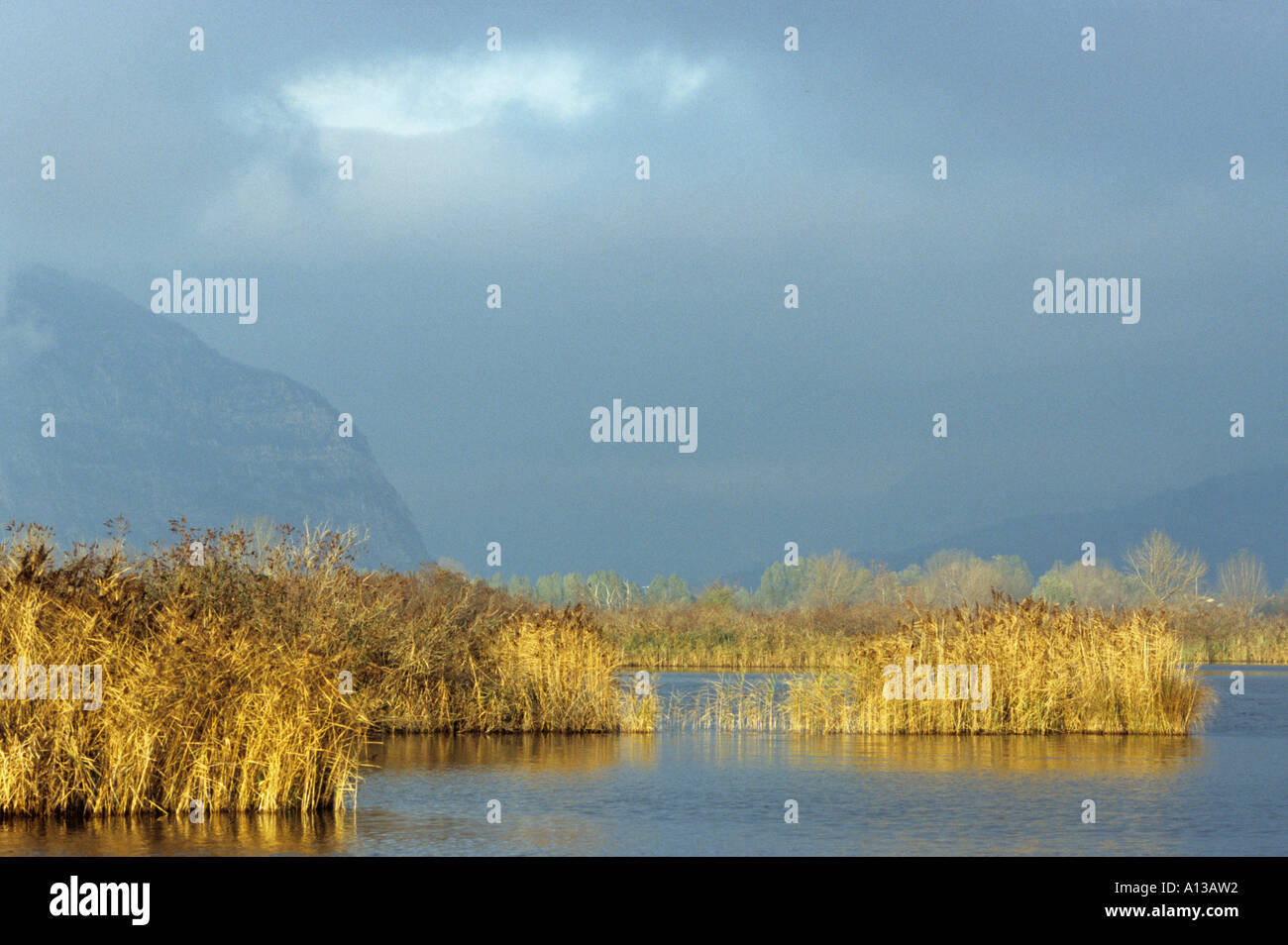 Reed italian marshy hi-res stock photography and images - Alamy