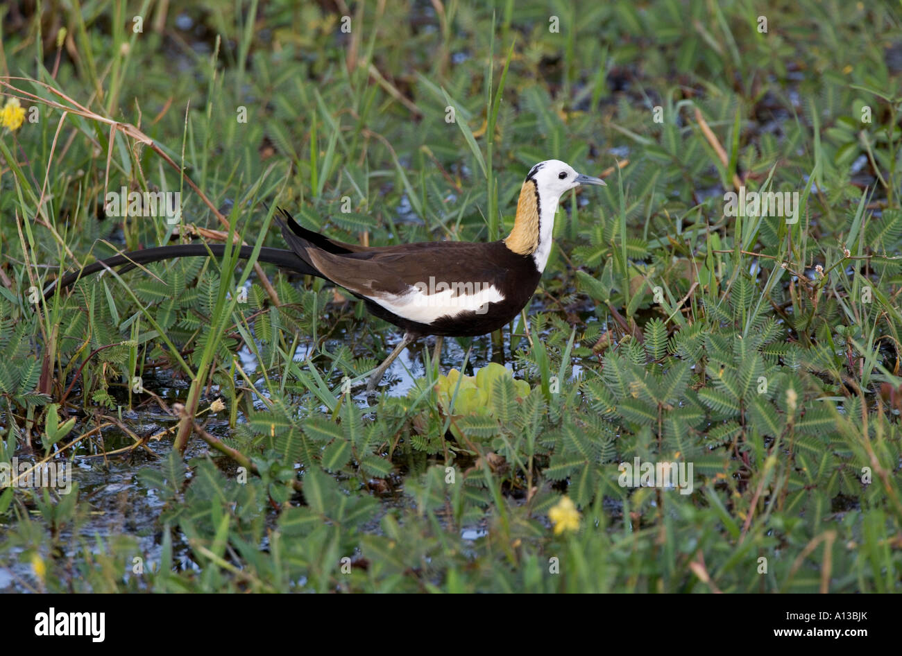 Indian pheasant tailed jacana hi-res stock photography and images - Alamy