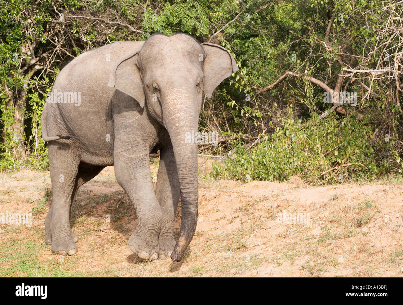 Asian Elephant Elephas maximus maximus Stock Photo - Alamy