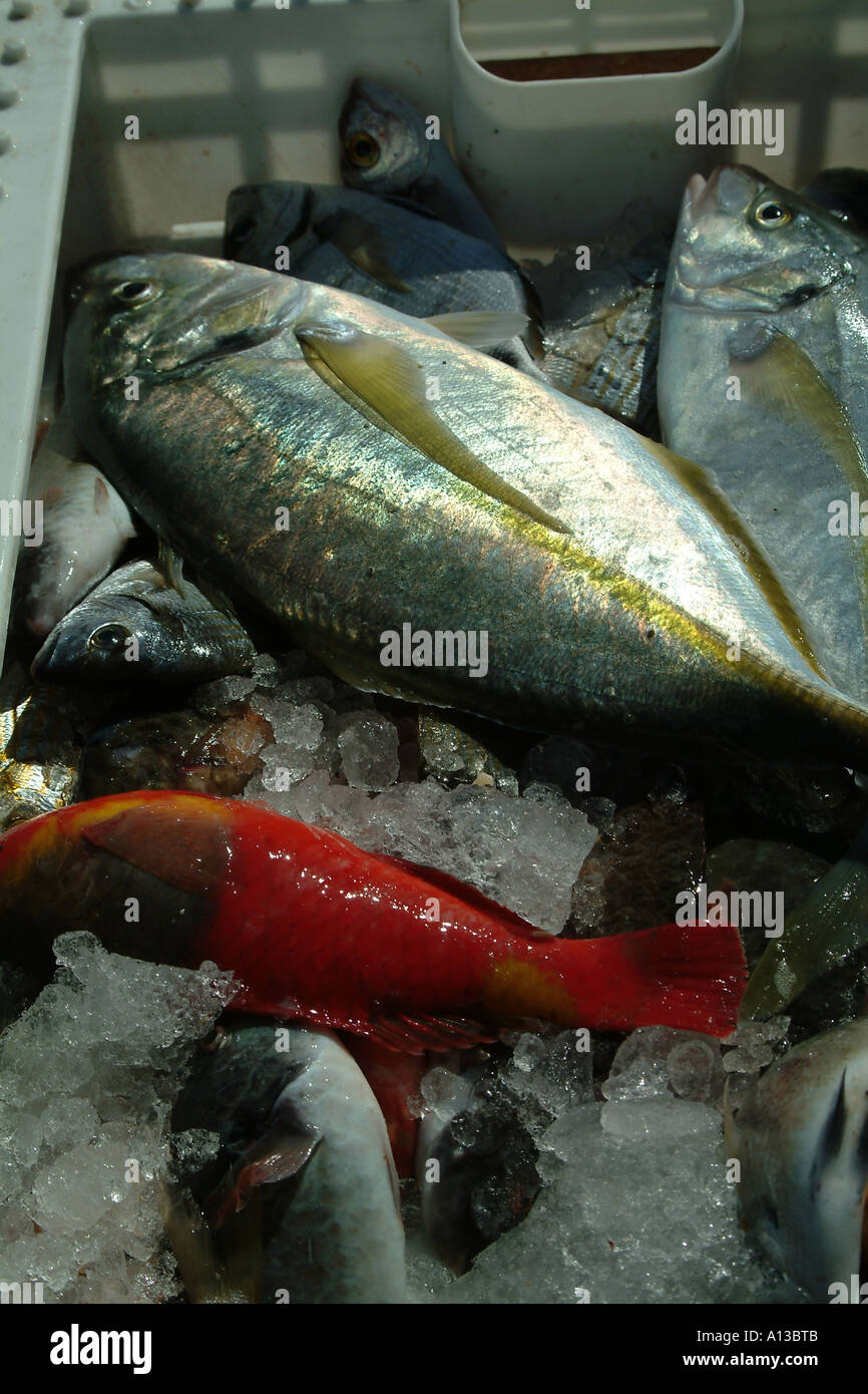 Freshly landed catch of fish Stock Photo - Alamy