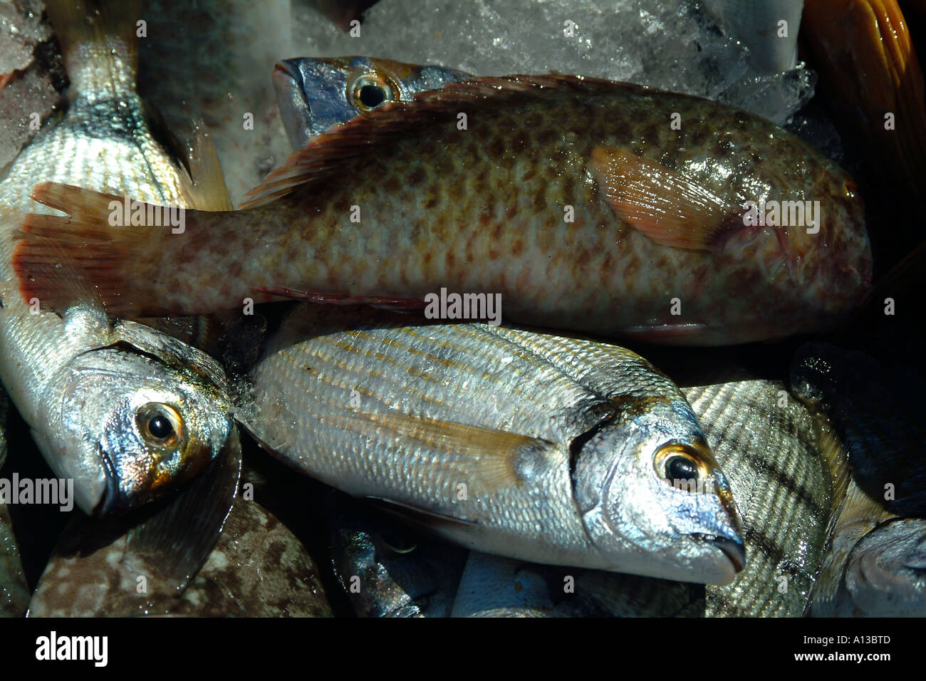 Landed catch hi-res stock photography and images - Alamy