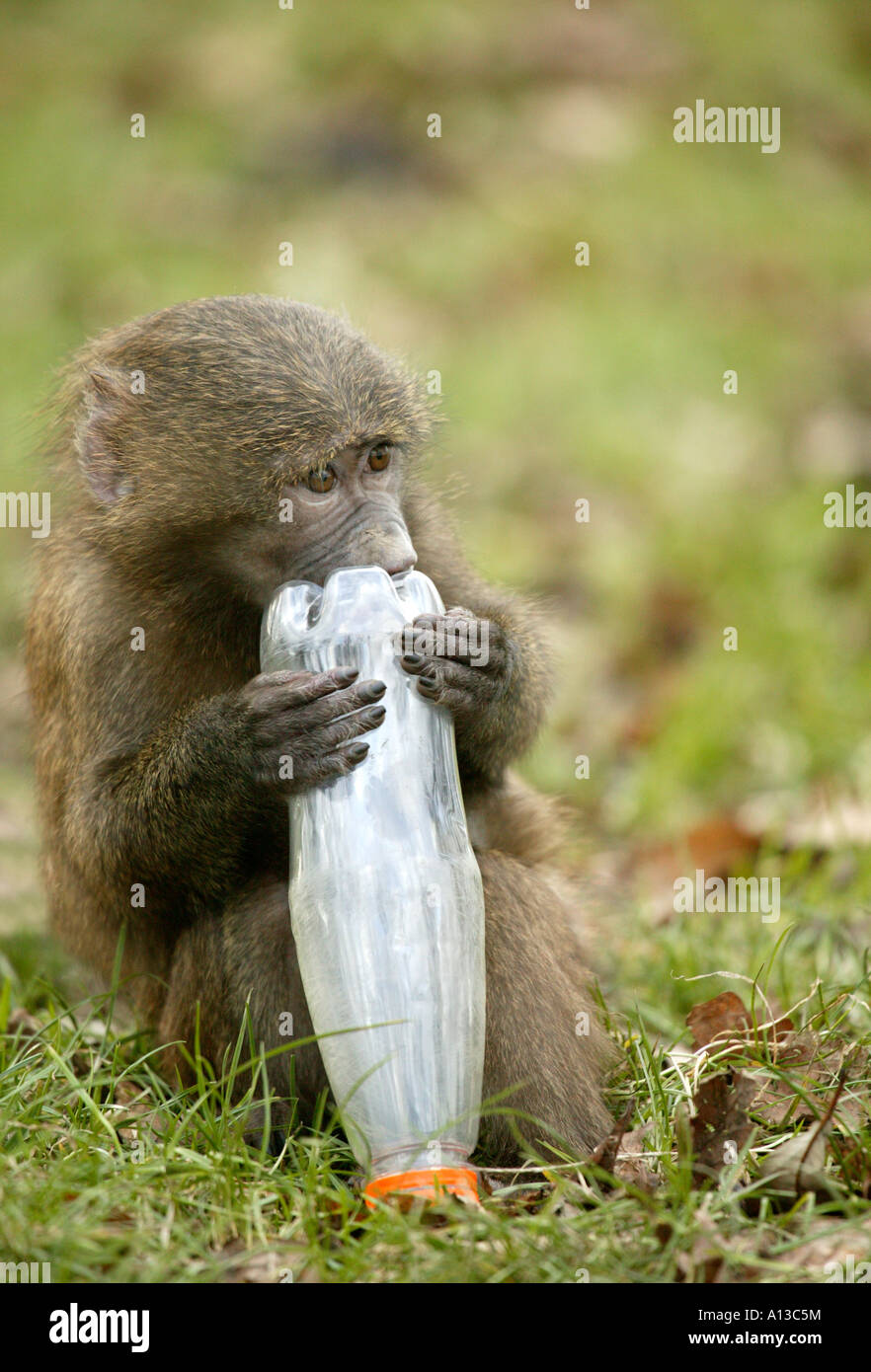 Baboon Papio anubis Stock Photo - Alamy