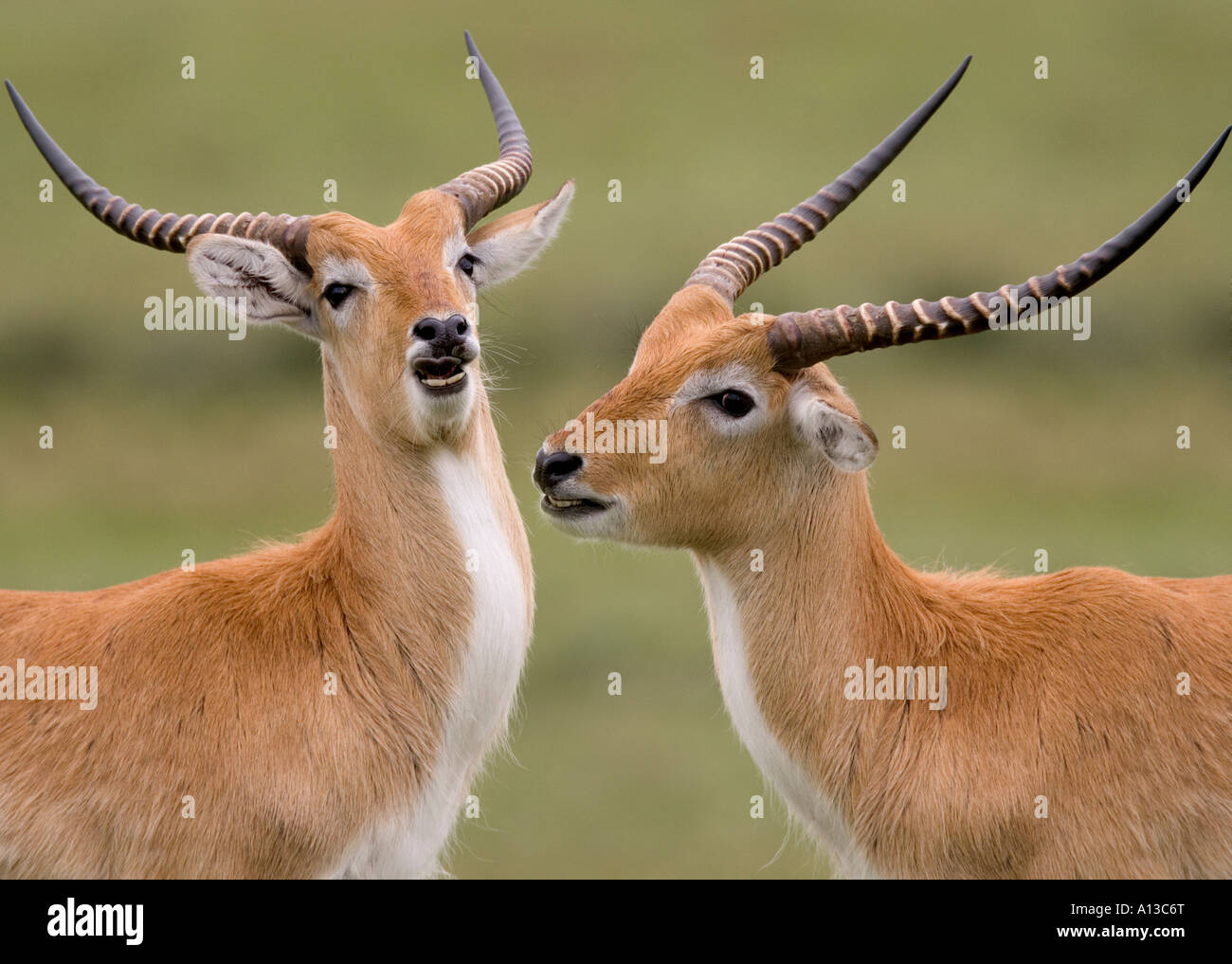 Kafue Flates Lechwe Kobus leche kafuensis Stock Photo - Alamy