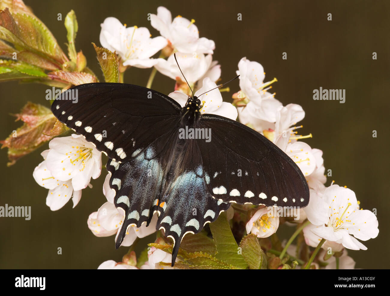 Eastern Black Swallowtail Stock Photo - Alamy