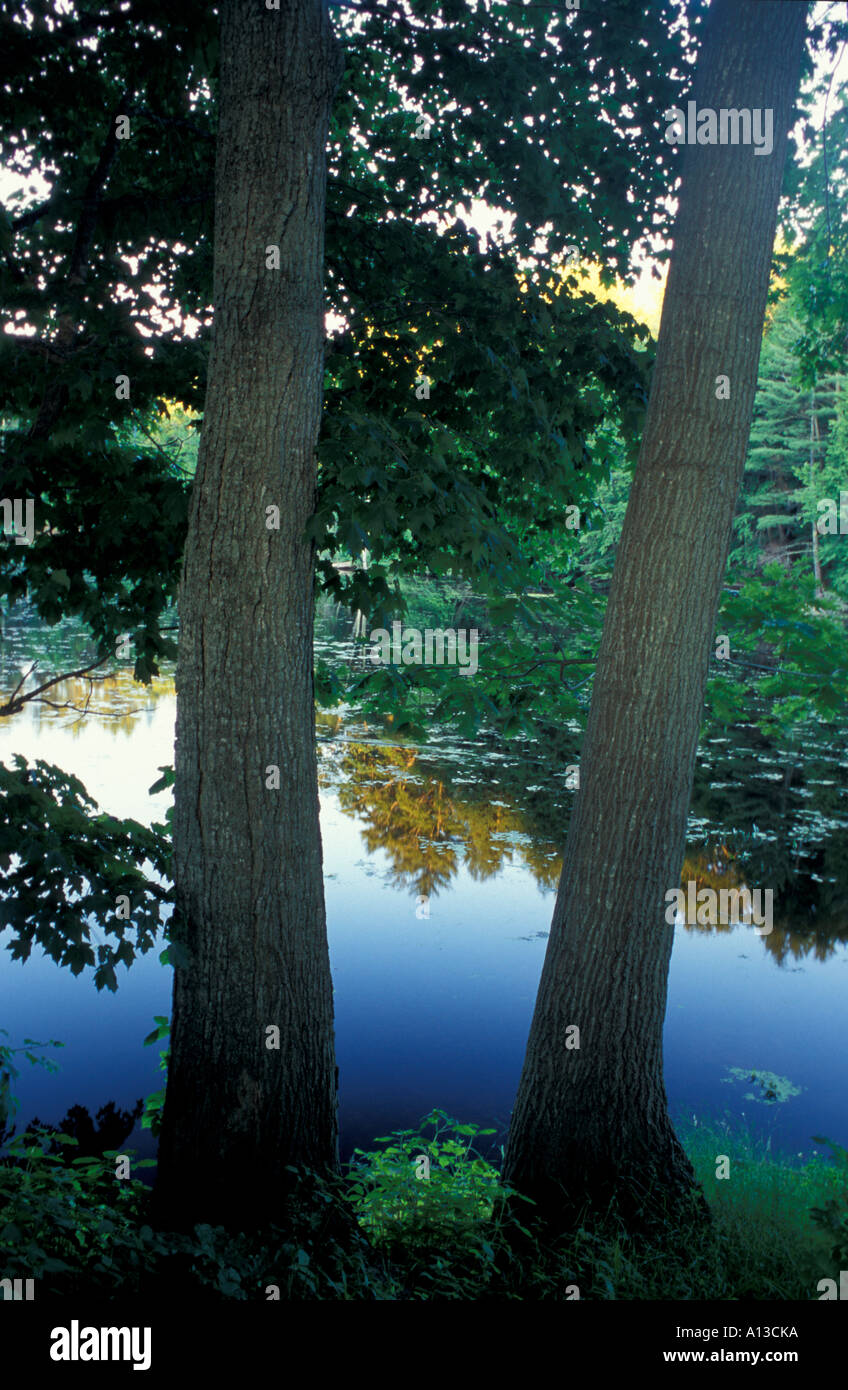 Hampton NH Oak trees next to the Taylor River at dawn as seen from the ...