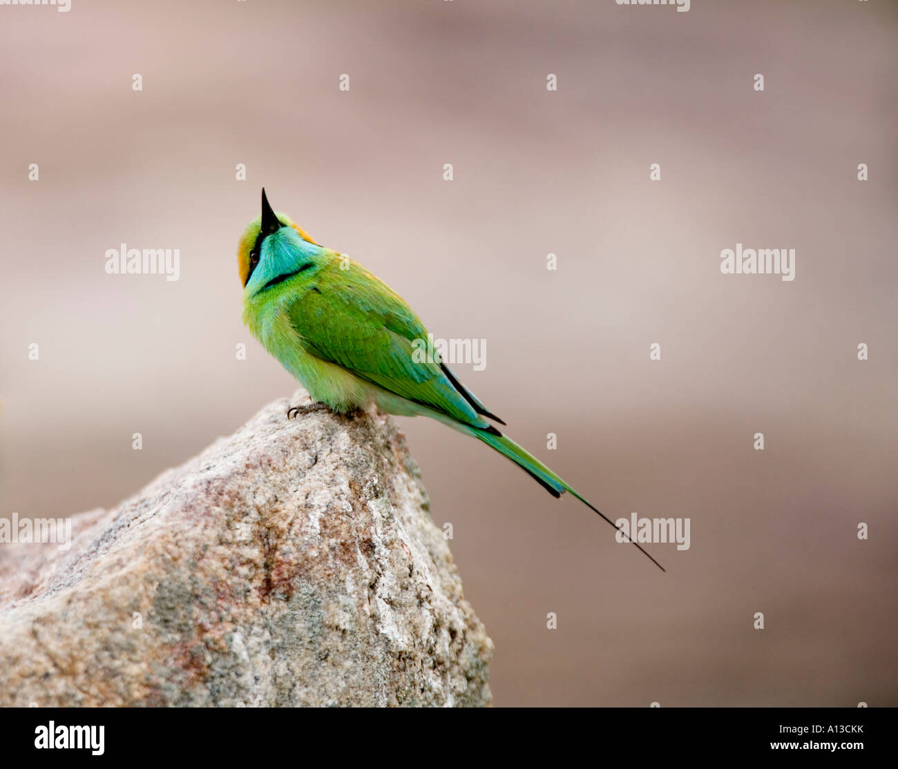 Little Green Bee-eater Merops orientalis ceylonicus Stock Photo - Alamy