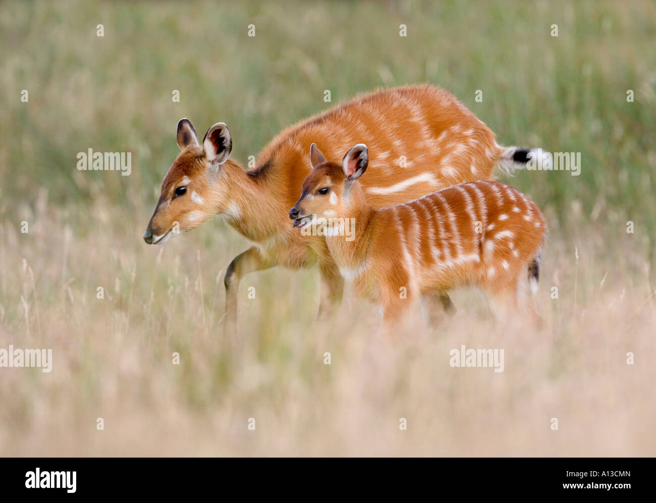 Sitatunga Tragelaphus spekii Stock Photo - Alamy