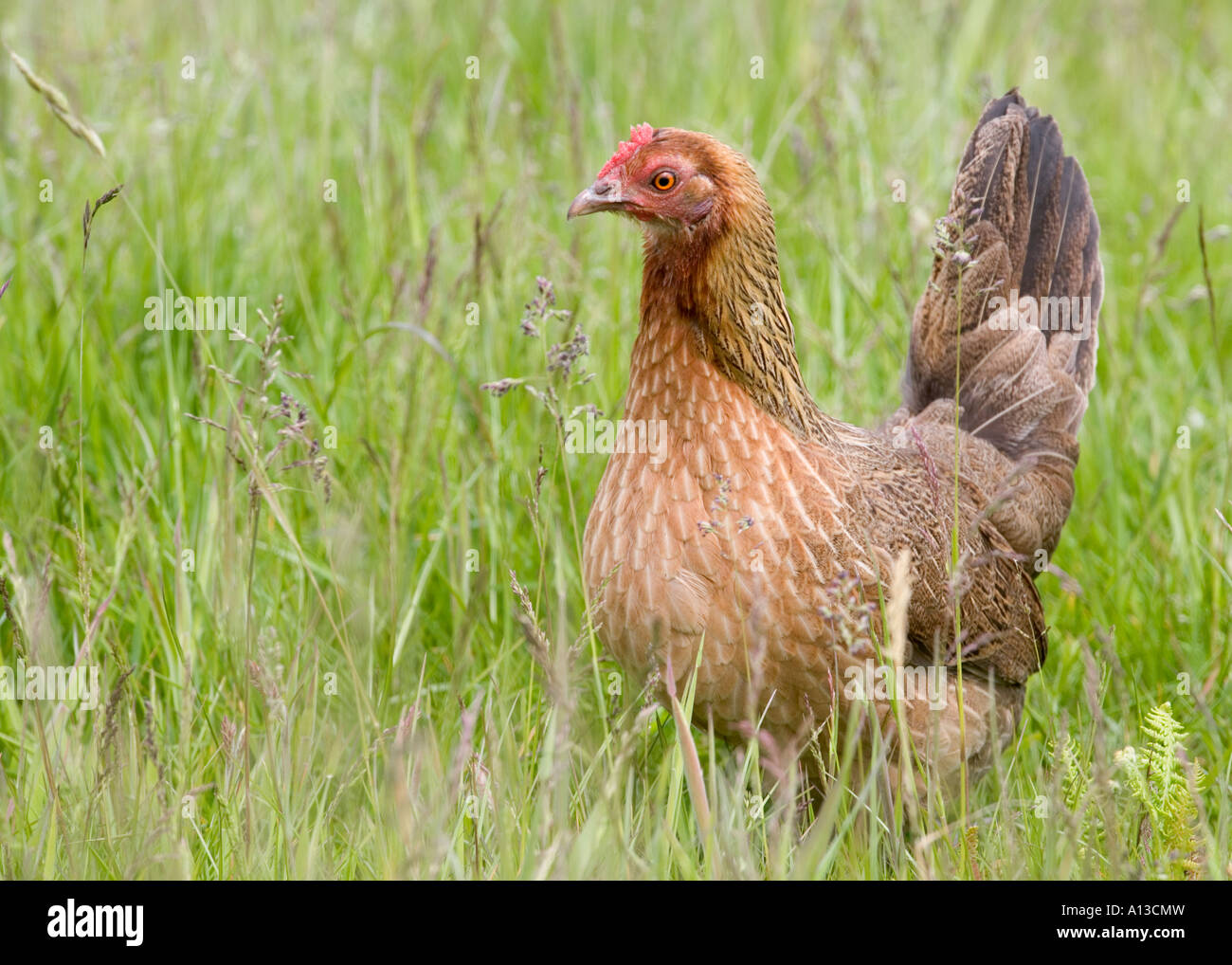 Blue Jungle Fowl