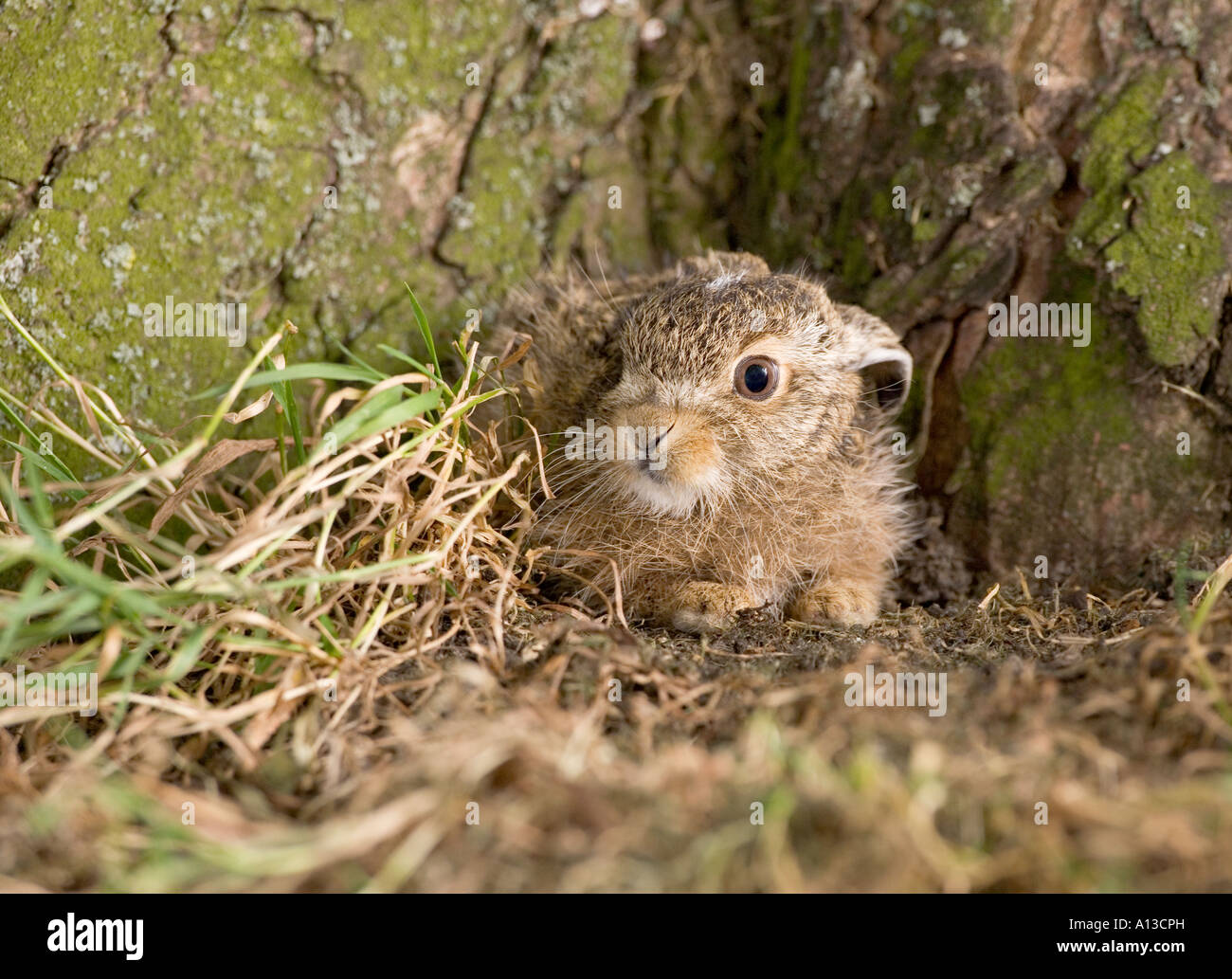Baby hare leveret hi-res stock photography and images - Alamy