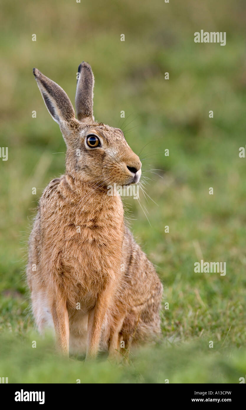 Brown Hare Lepus capensis Stock Photo - Alamy