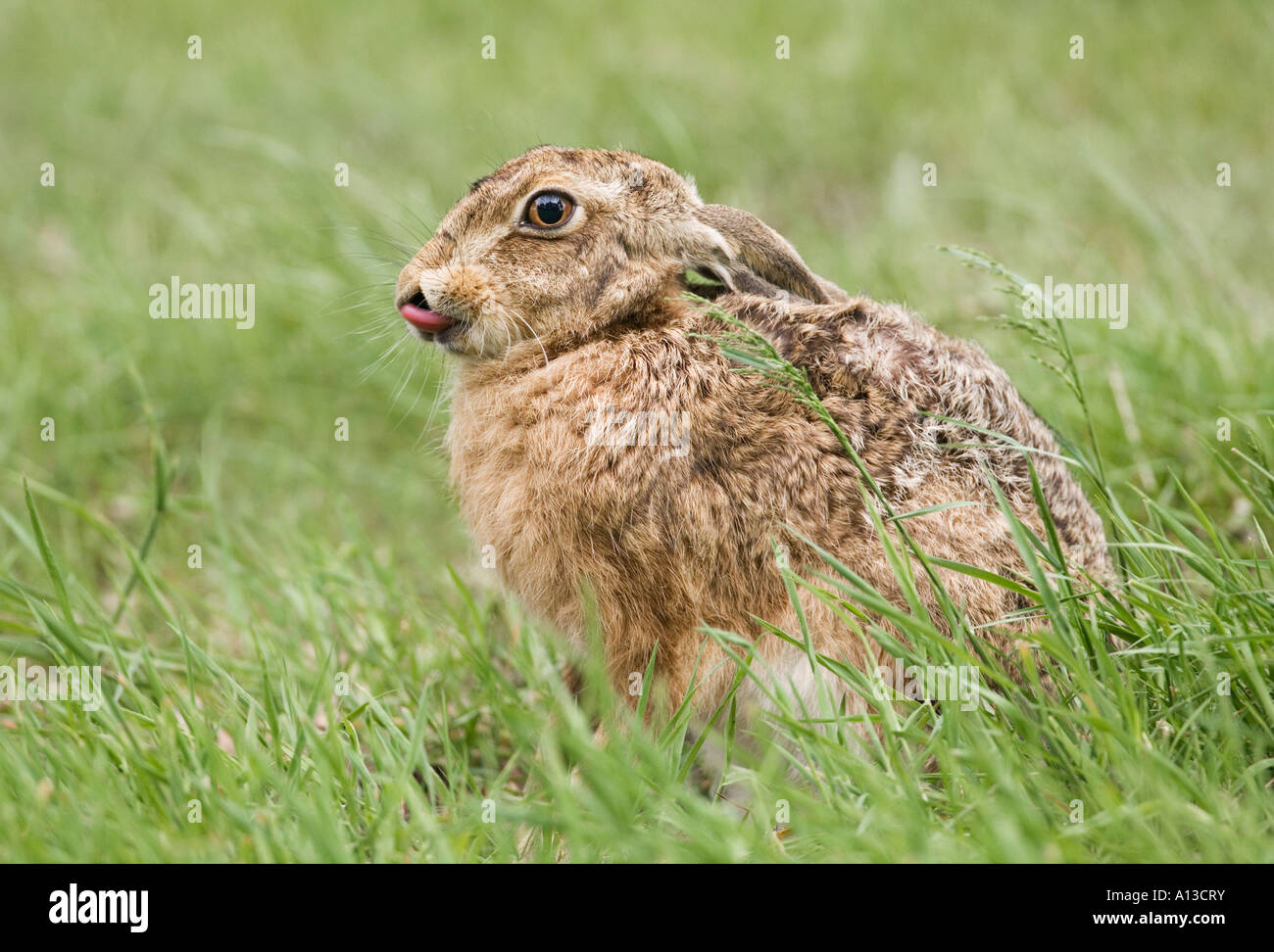Brown Hare Lepus capensis Stock Photo - Alamy