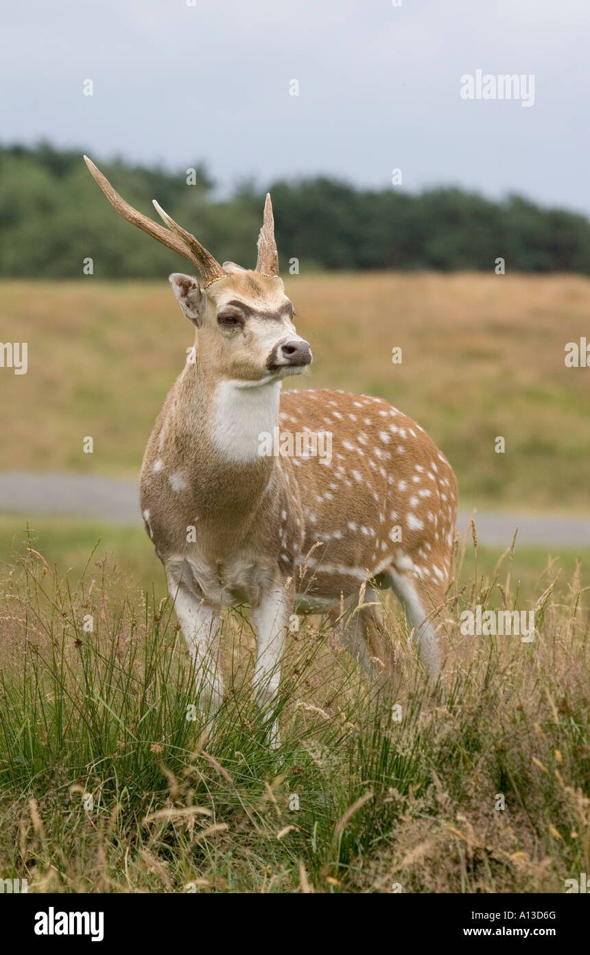 Axes Deer Axia axis Stock Photo - Alamy