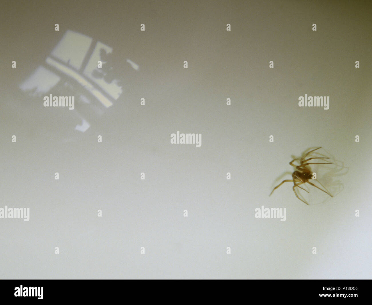Spider in Bath 2 Stock Photo - Alamy