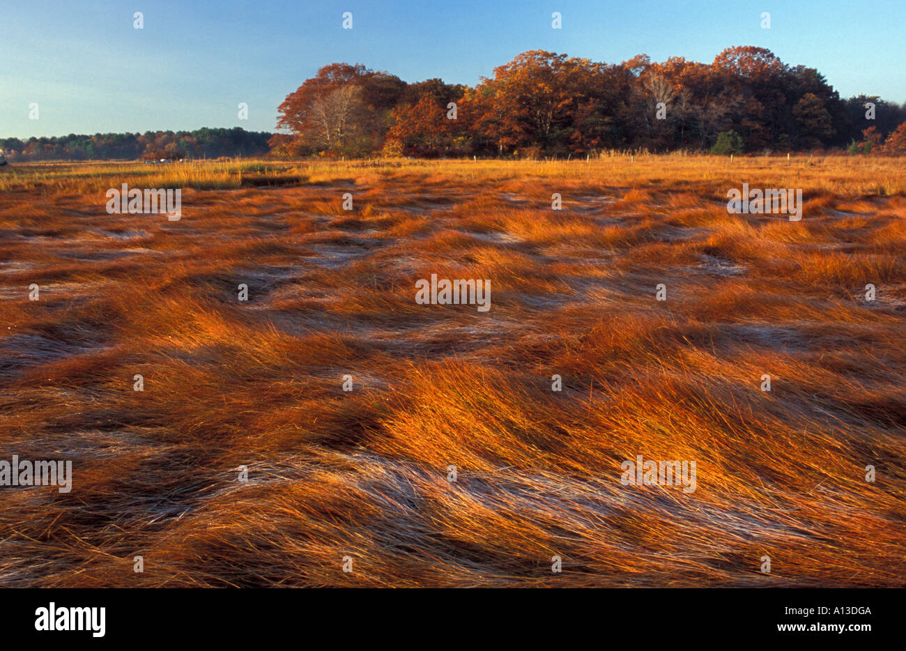 Frost on grasses in a New Hampshire salt marsh Tidal marsh Massacre ...