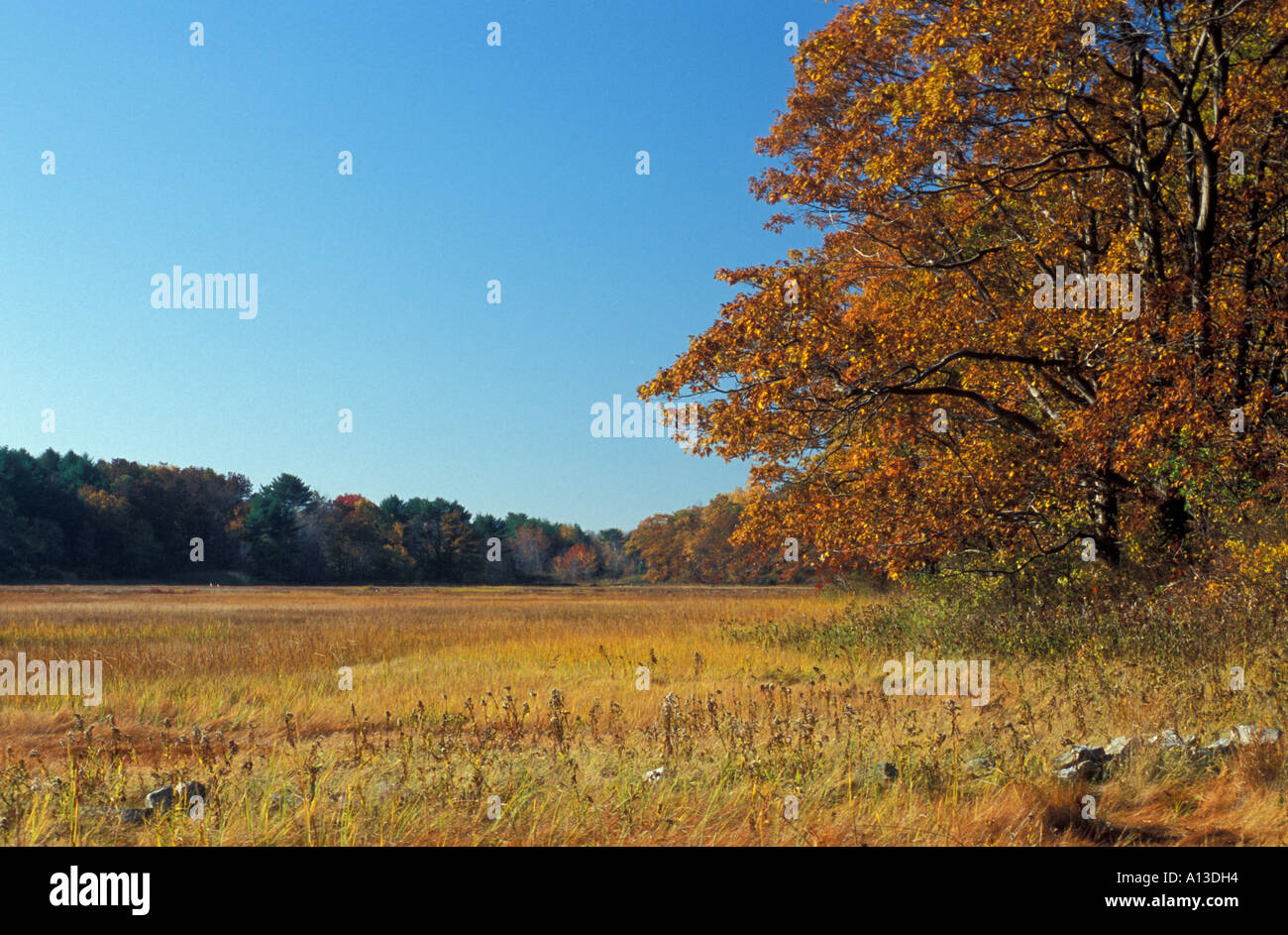 Oak trees on the edge of a New Hampshire salt marsh Massacre Marsh New ...