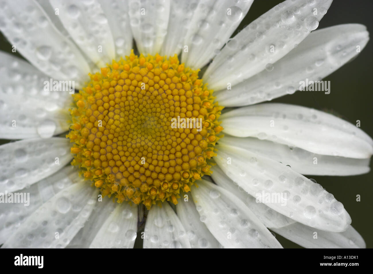 Fibonacci daisy hi-res stock photography and images - Alamy
