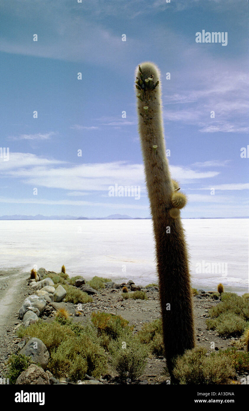 Lone cactus on fish island, Salar de Uyuni, Bolivia Stock Photo - Alamy