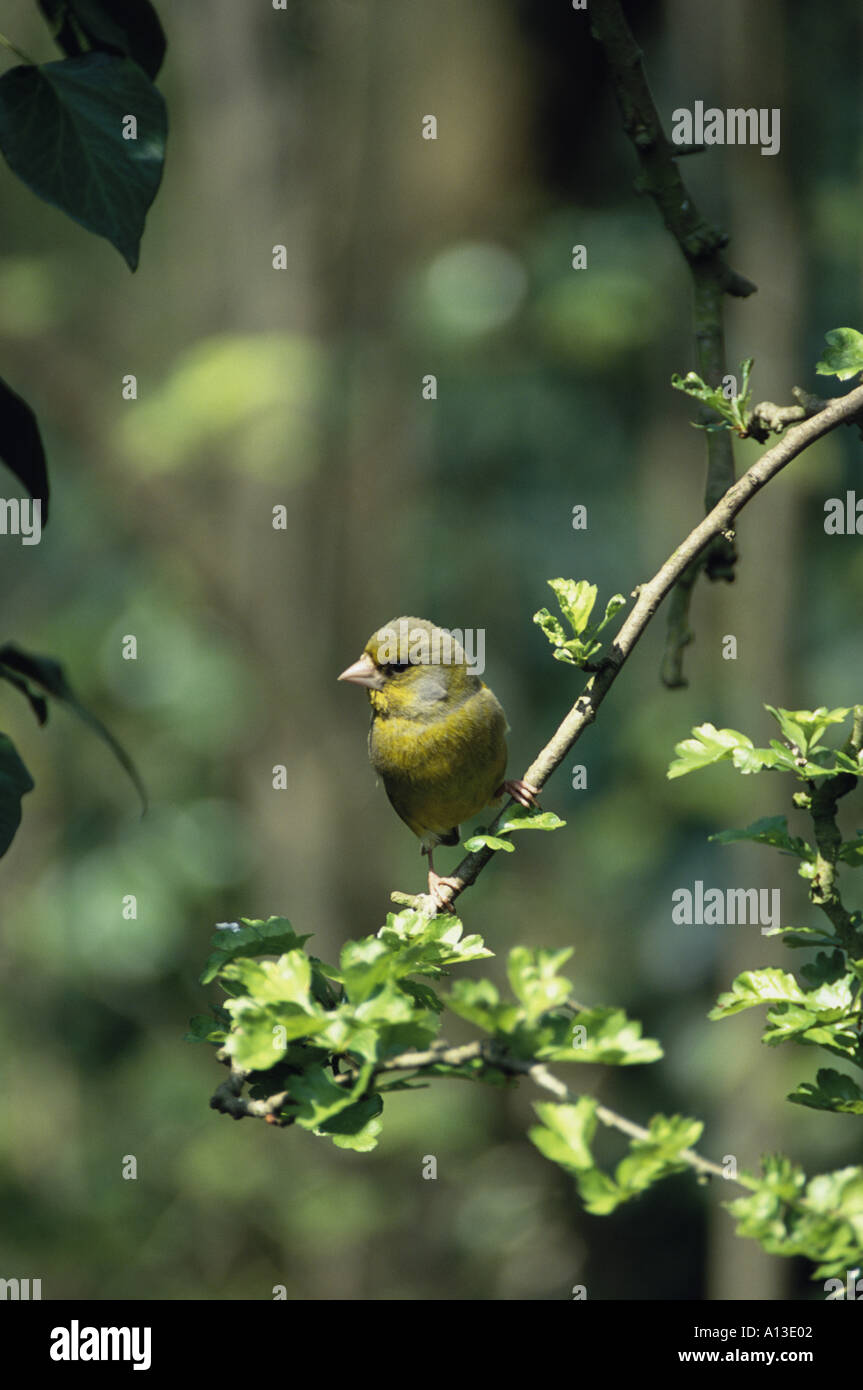 European Green Finch Stock Photo - Alamy