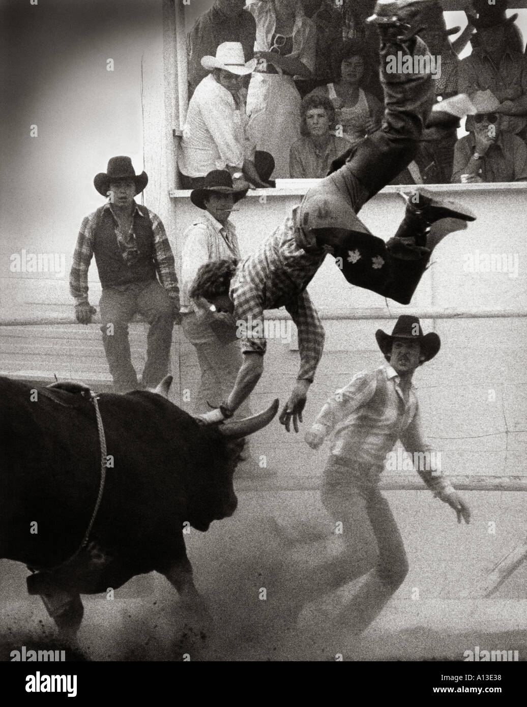 Bucked off bull hi-res stock photography and images - Alamy