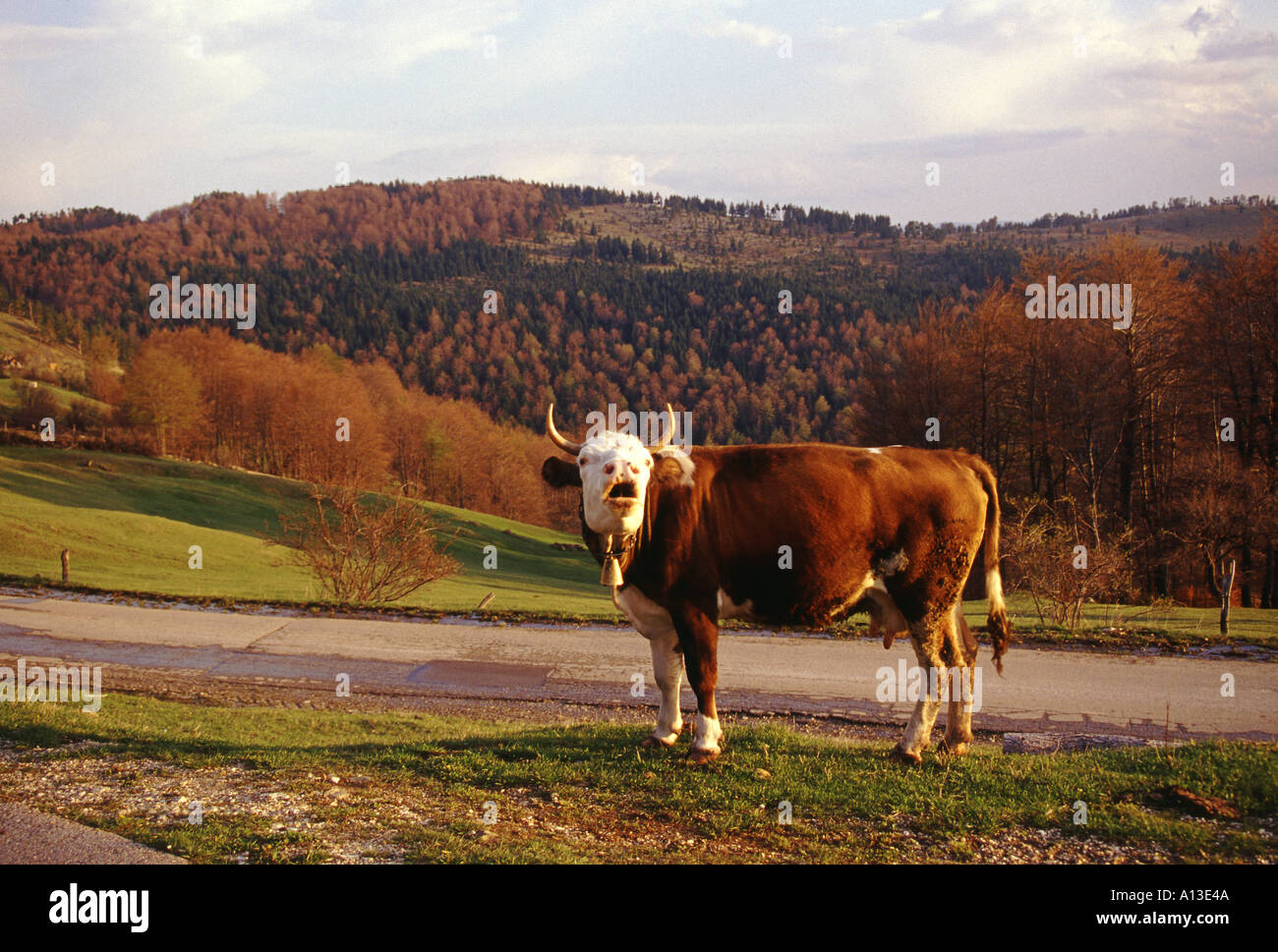 Cow in the field Stock Photo - Alamy