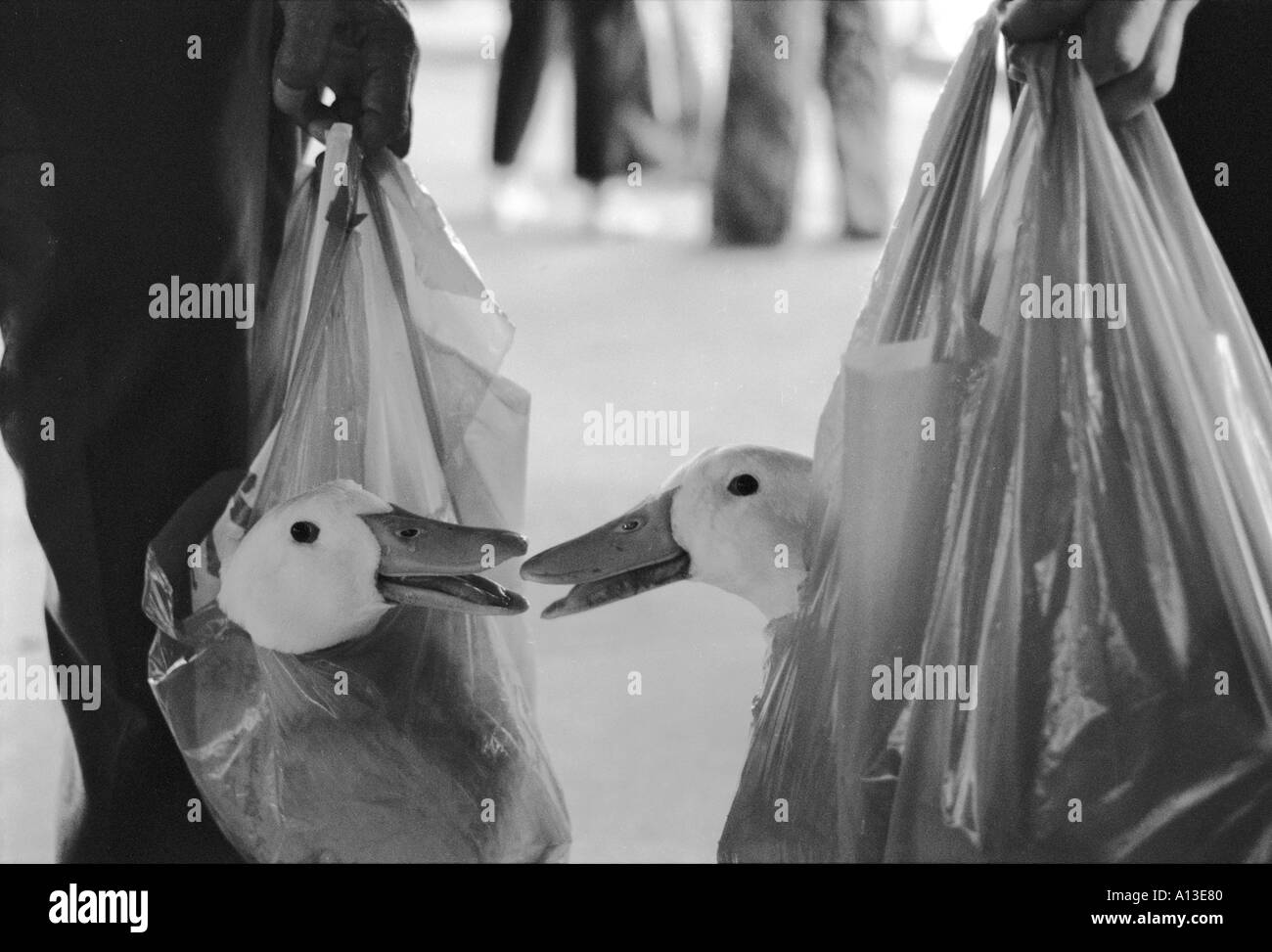 Dead ducks hi-res stock photography and images - Alamy