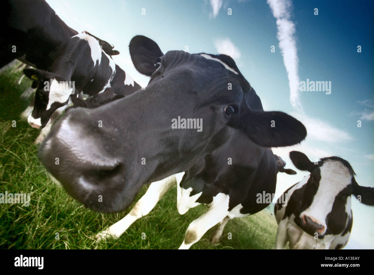 Suffolk cows hi-res stock photography and images - Alamy