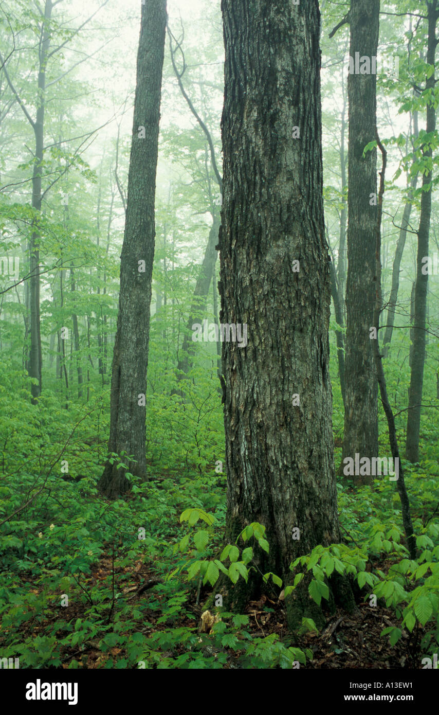 An old growth hardwood forest in The Bowl Natural Area. Sugar Maples in ...