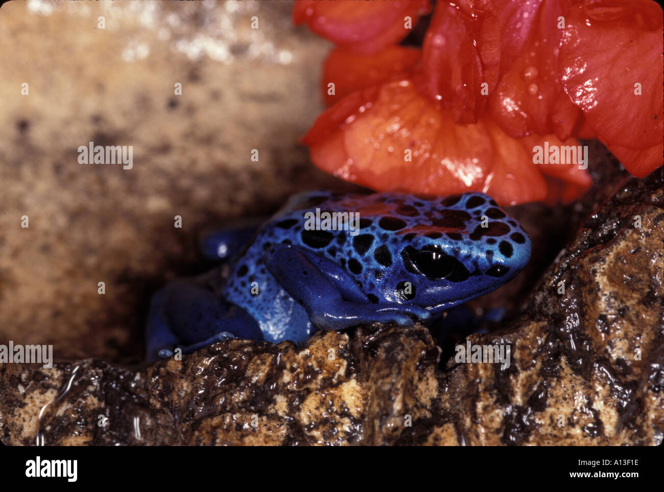amphibian FROG Poison Dart Frog Dendrobates azureures Stock Photo - Alamy