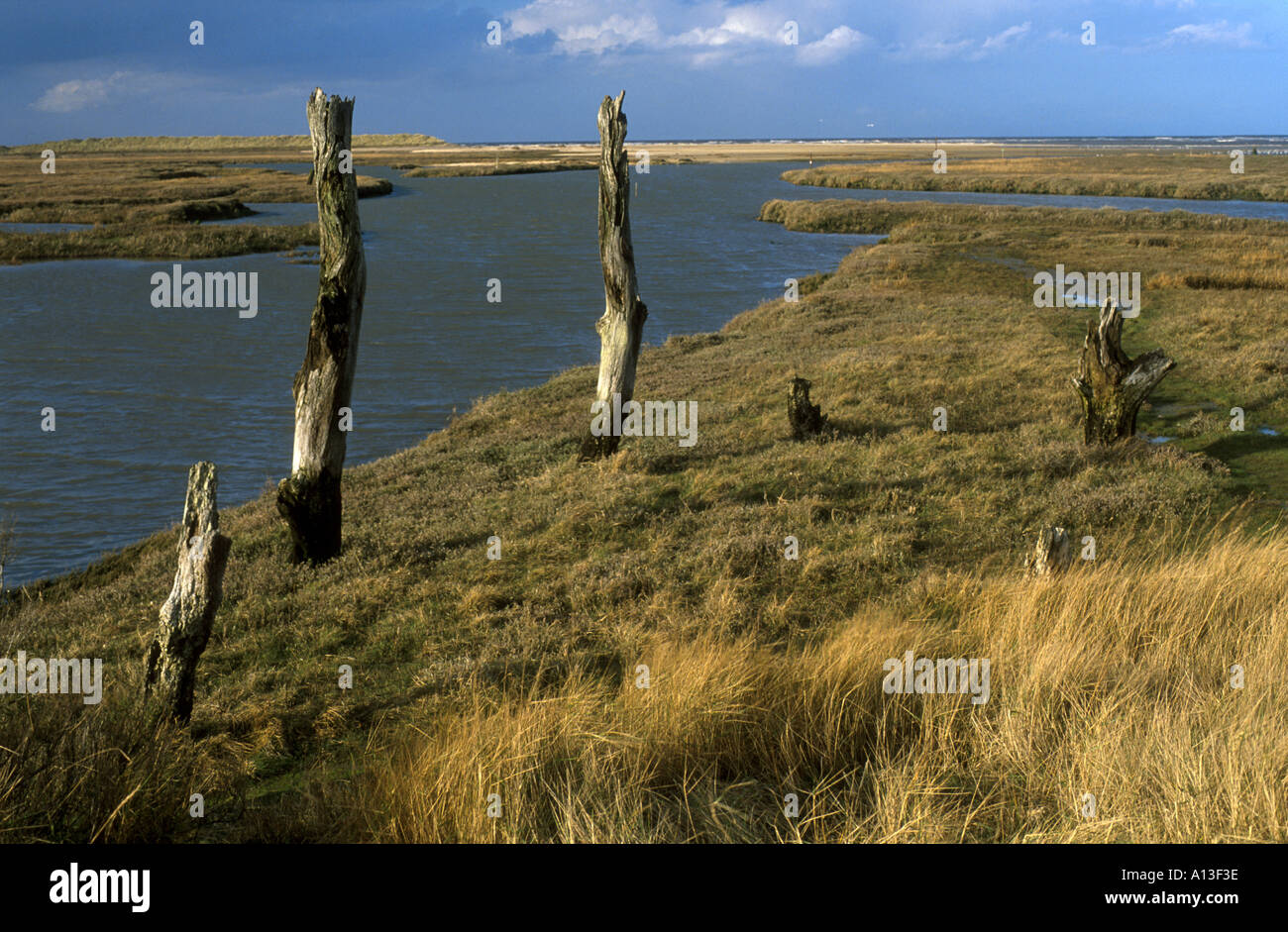 SALT MARSH AND WOOD TREE STUMPS THORNHAM NORTH NORFOLK NORFOLK EAST ...
