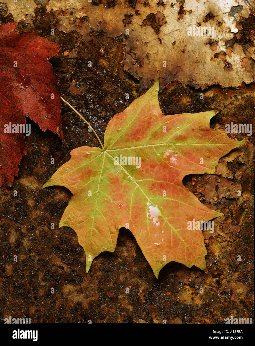 Maple leaf on rusty background Stock Photo - Alamy