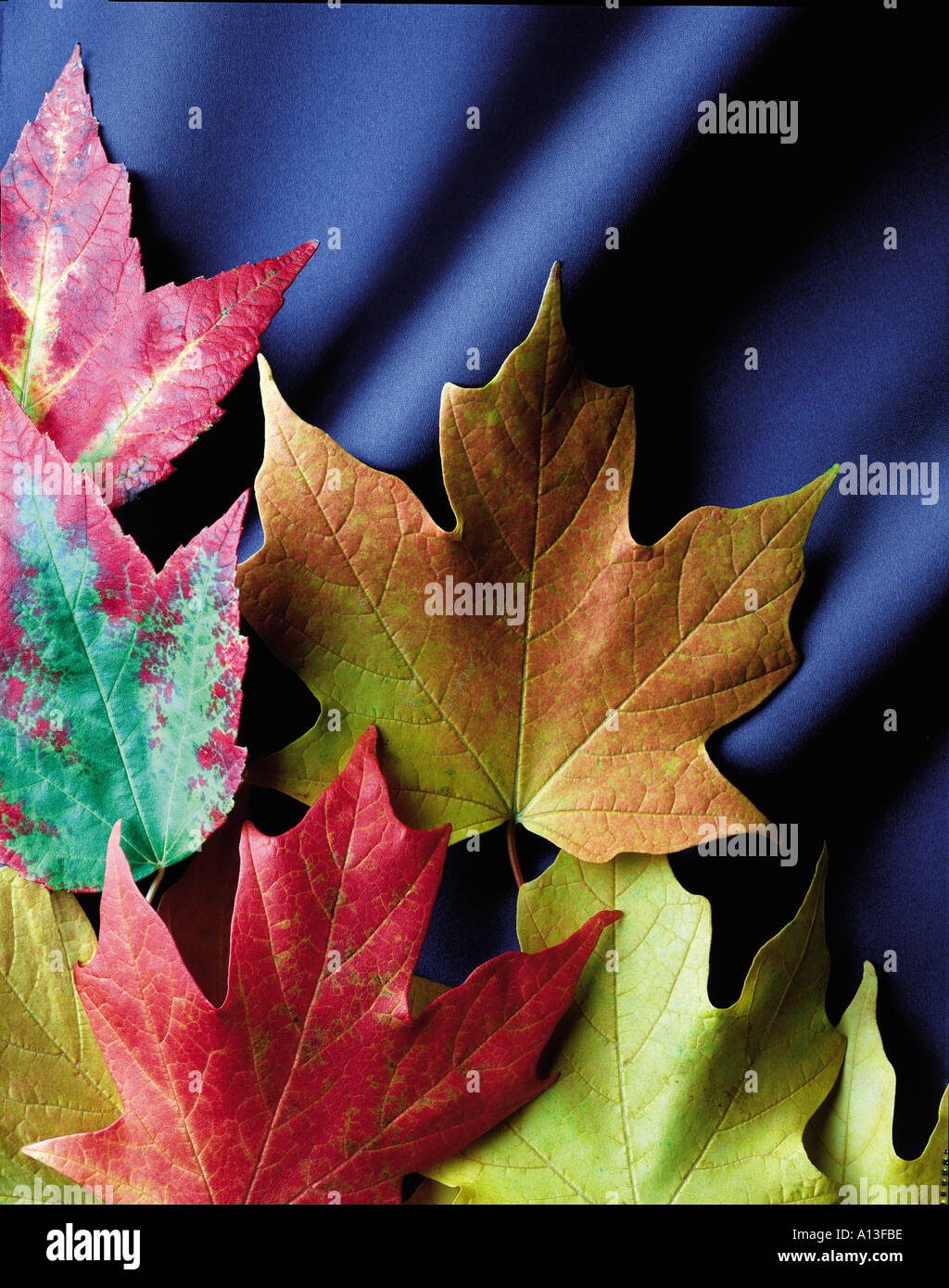 Bkg hi-res stock photography and images - Alamy