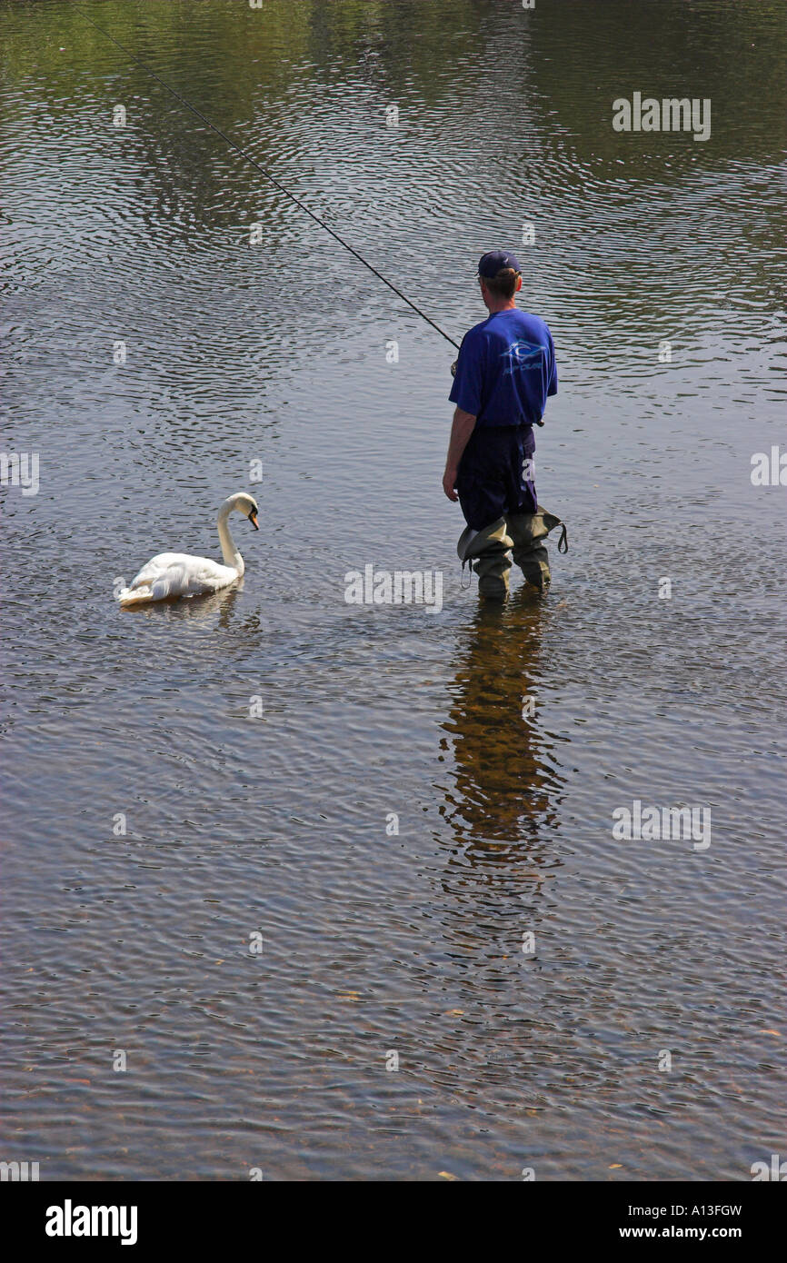 Angler and swan in the River Severn, Bewdley, Hereford and Worcester ...