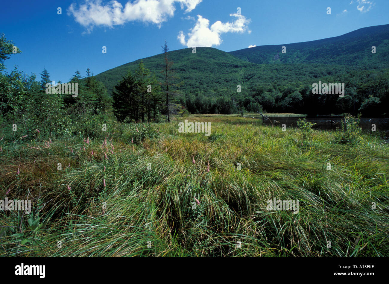 Mud Pond Mt Moosilauke Tunnel Brook Trail White Mountain N F Summer ...