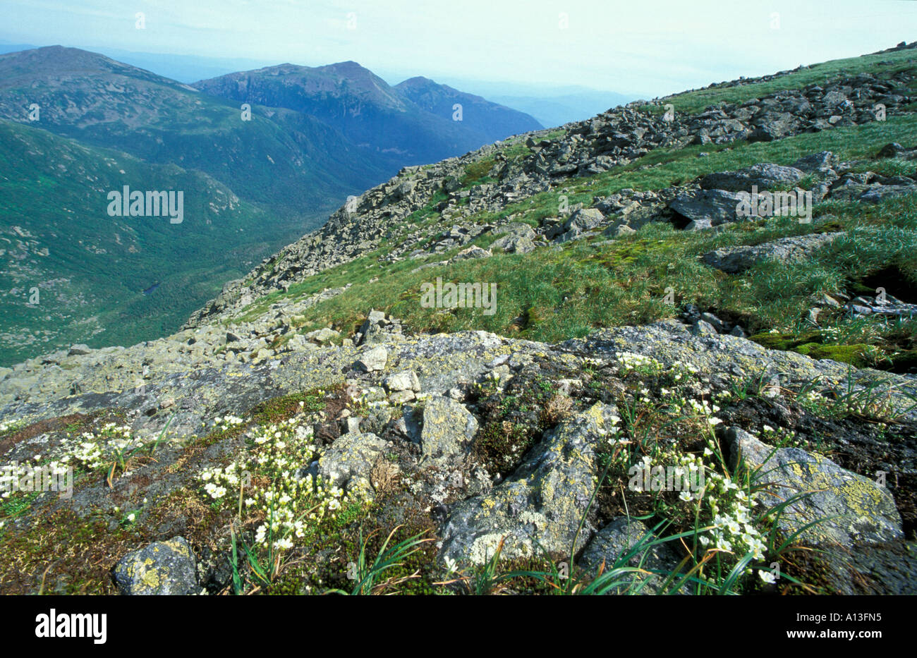 Mountain sandwort on the ridge above the Great Gulf Great Gulf Trail ...
