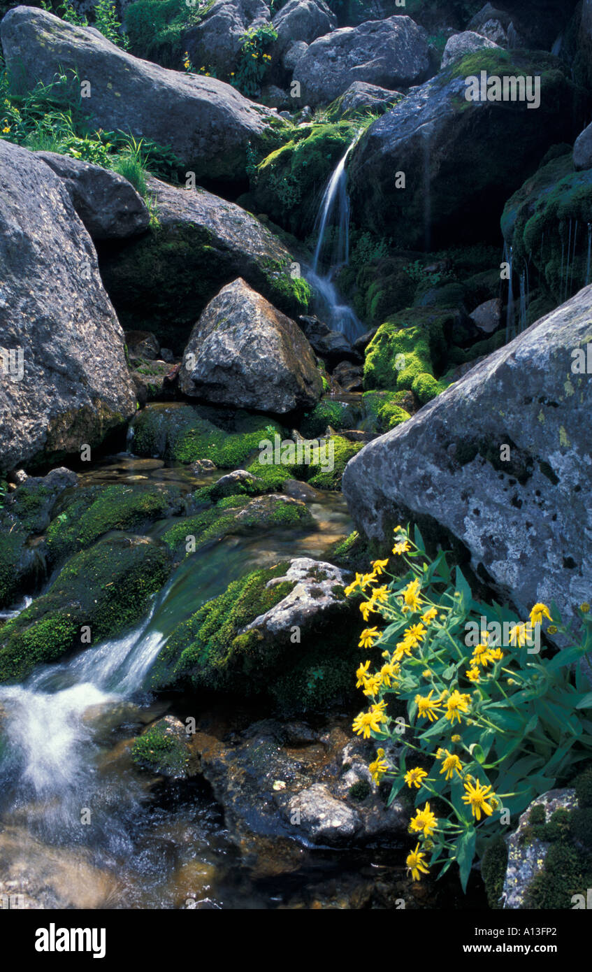 Water tumbles down the Great Gulf headwall Arnica mollis White ...