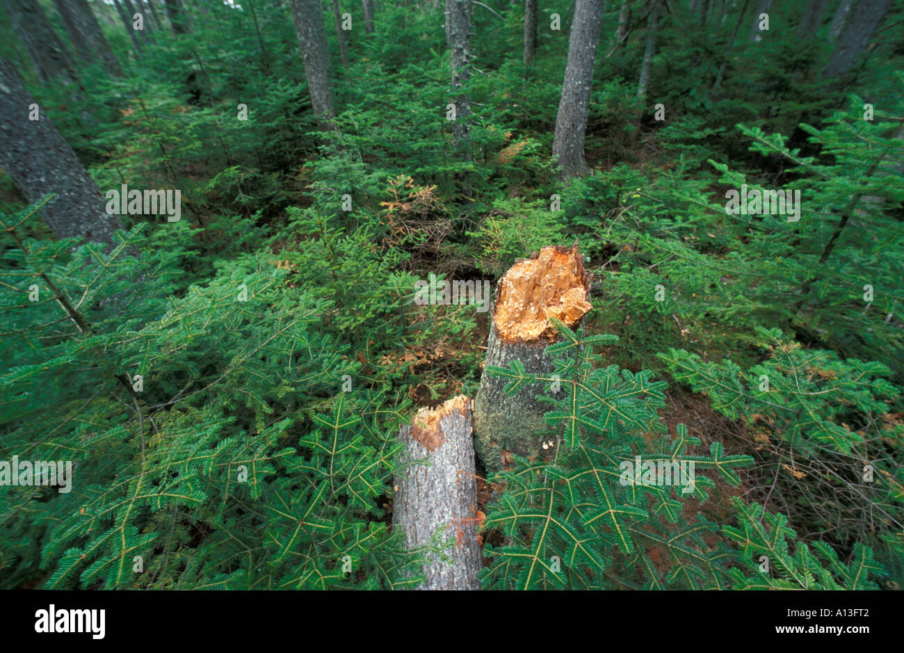 Nancy brook scenic area hi-res stock photography and images - Alamy