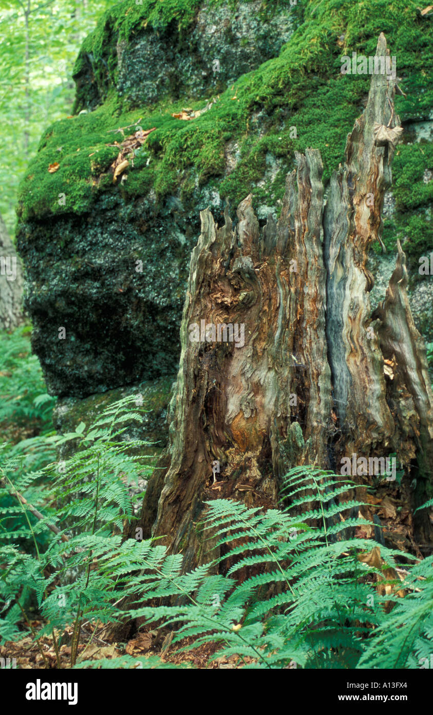 Woodferns and sugar maple stump in an old growth hardwood forest ...